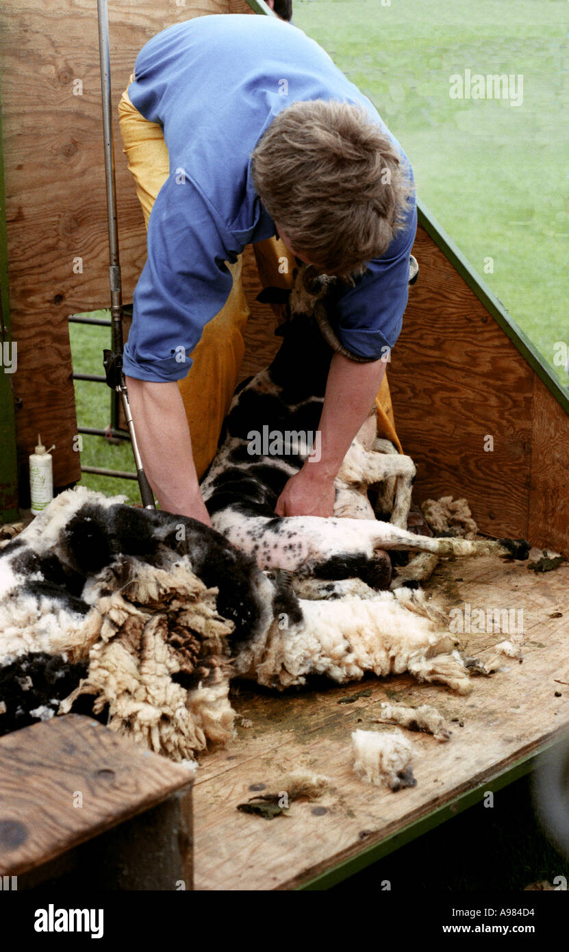 Sheep shearing clipping clip hi-res stock photography and images - Alamy