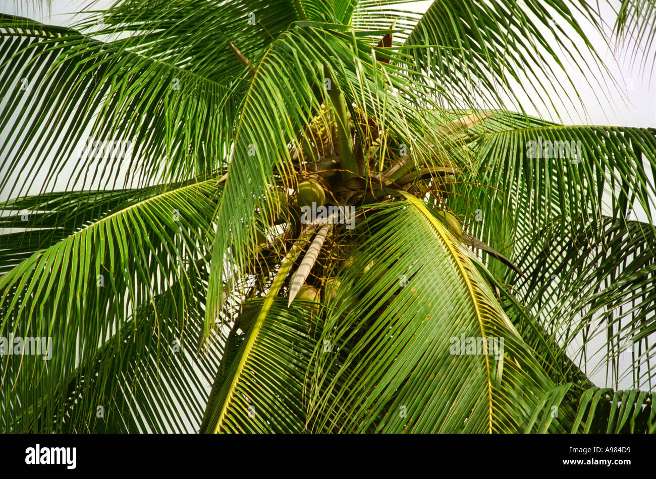 Coconut palm tree Stock Photo - Alamy