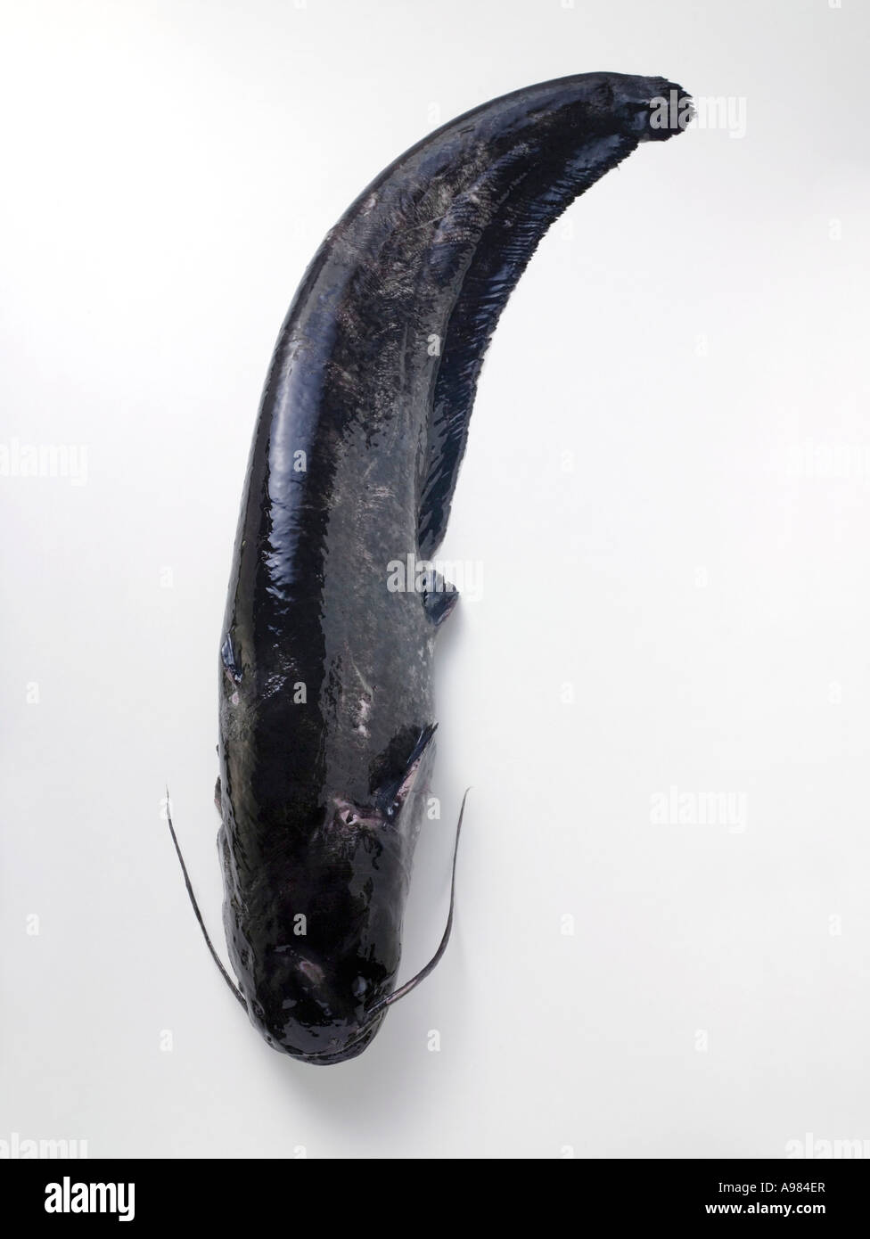 Freshwater catfish whole hi-res stock photography and images - Alamy