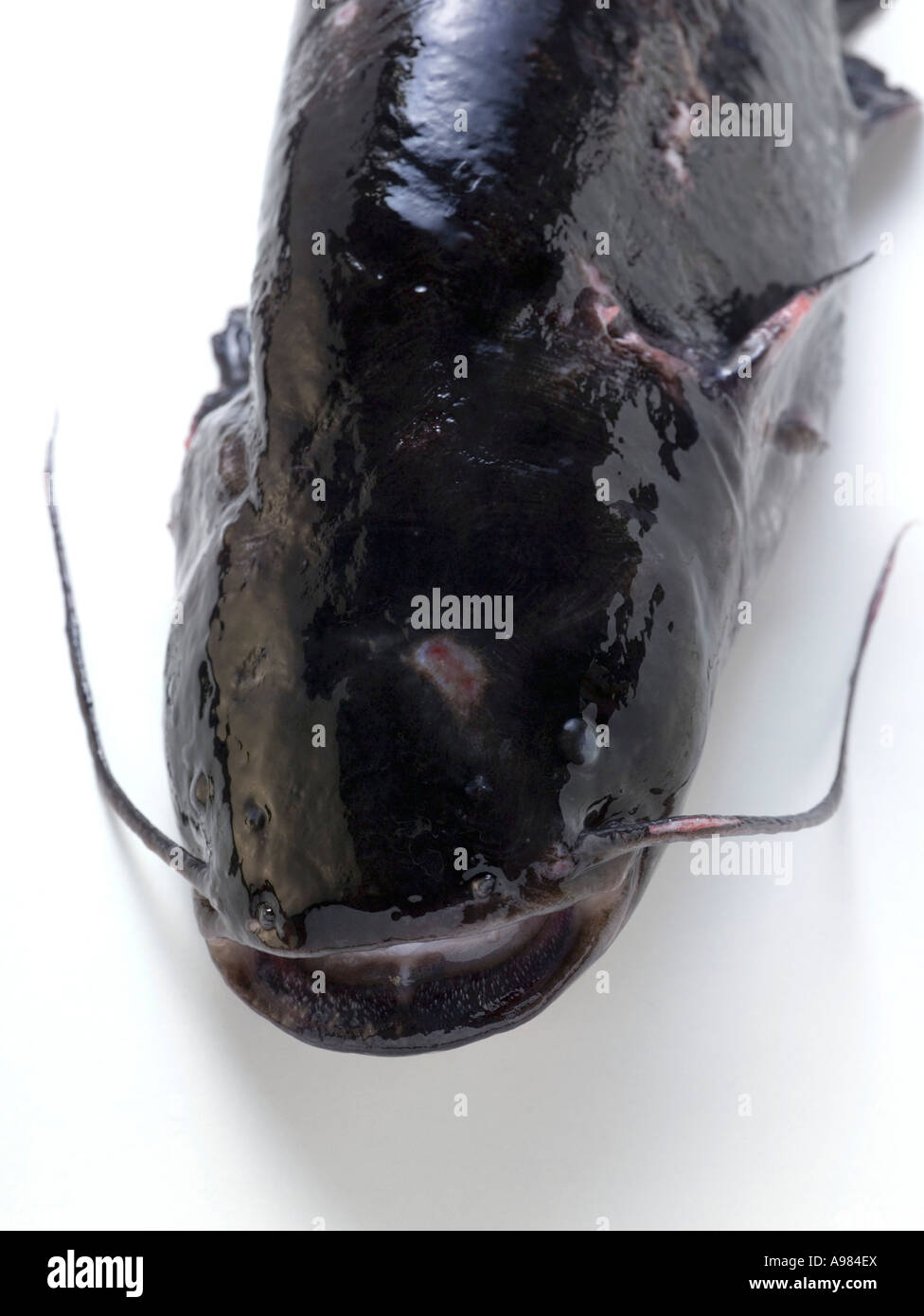 Catfish head hi-res stock photography and images - Alamy