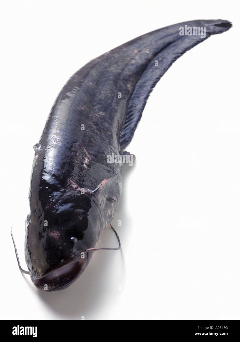 Whole fresh catfish FoodCollection Stock Photo - Alamy