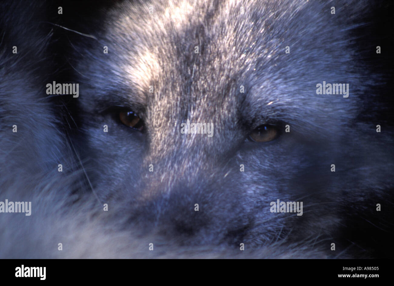 Artic fox curled hi-res stock photography and images - Alamy