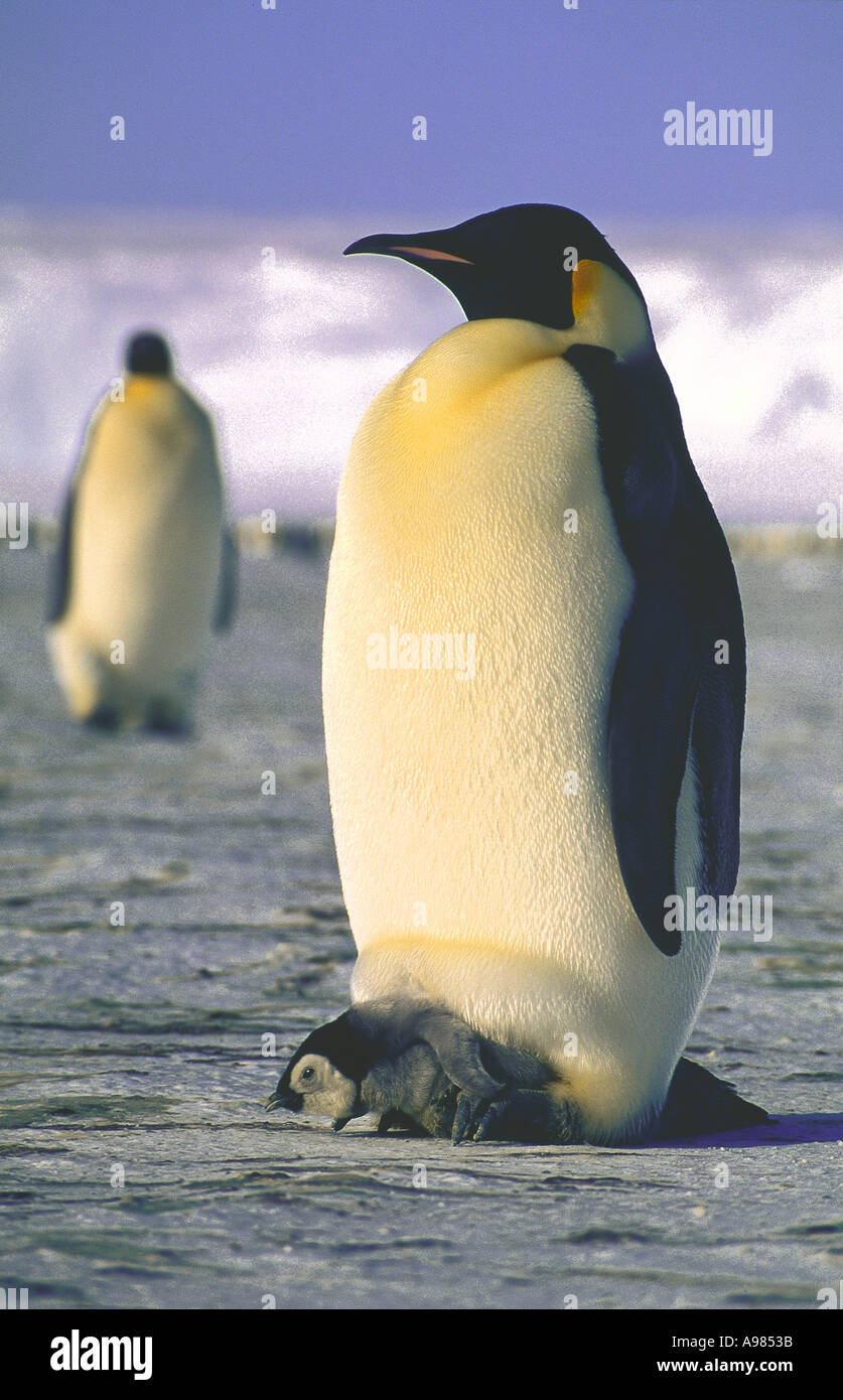 Emperor Penguin Chick Feet High Resolution Stock Photography and Images ...