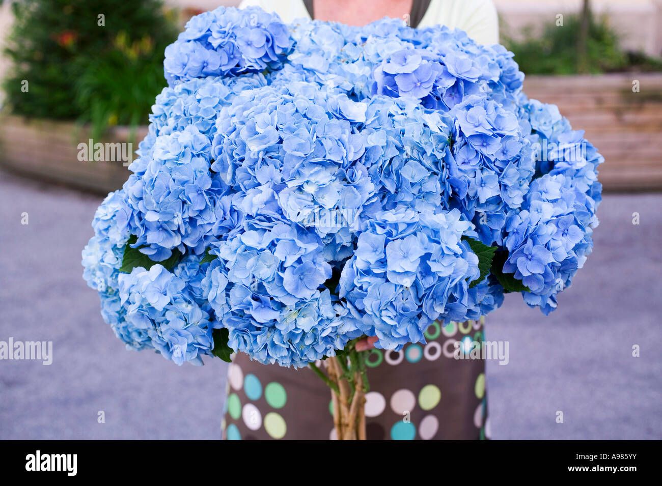 Women holding bouquet blue hydrangea hi-res stock photography and ...