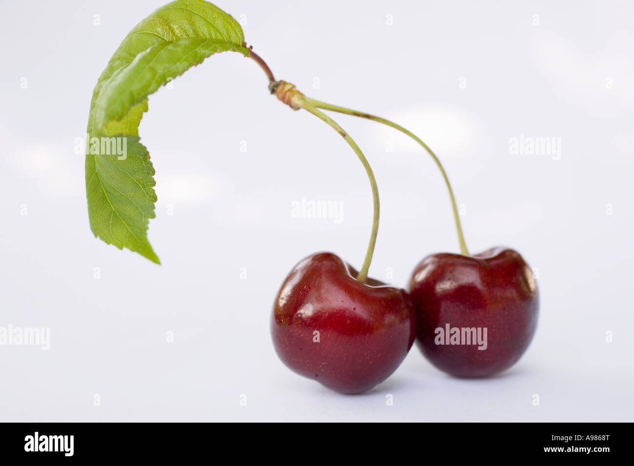 Two cherries with stalk and leaf FoodCollection Stock Photo - Alamy