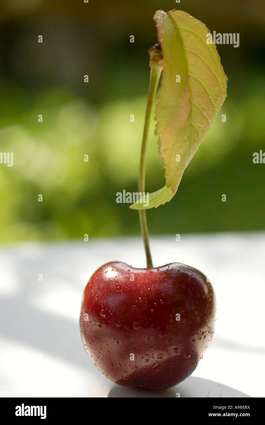 Cherry with stalk and leaf on table in open air FoodCollection Stock ...