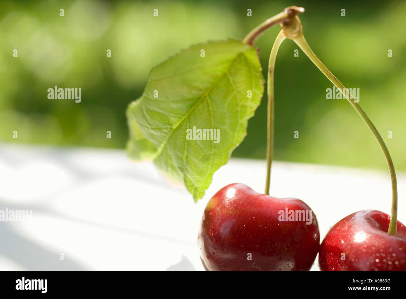 Two cherries with stalk and leaf on table in open air FoodCollection ...