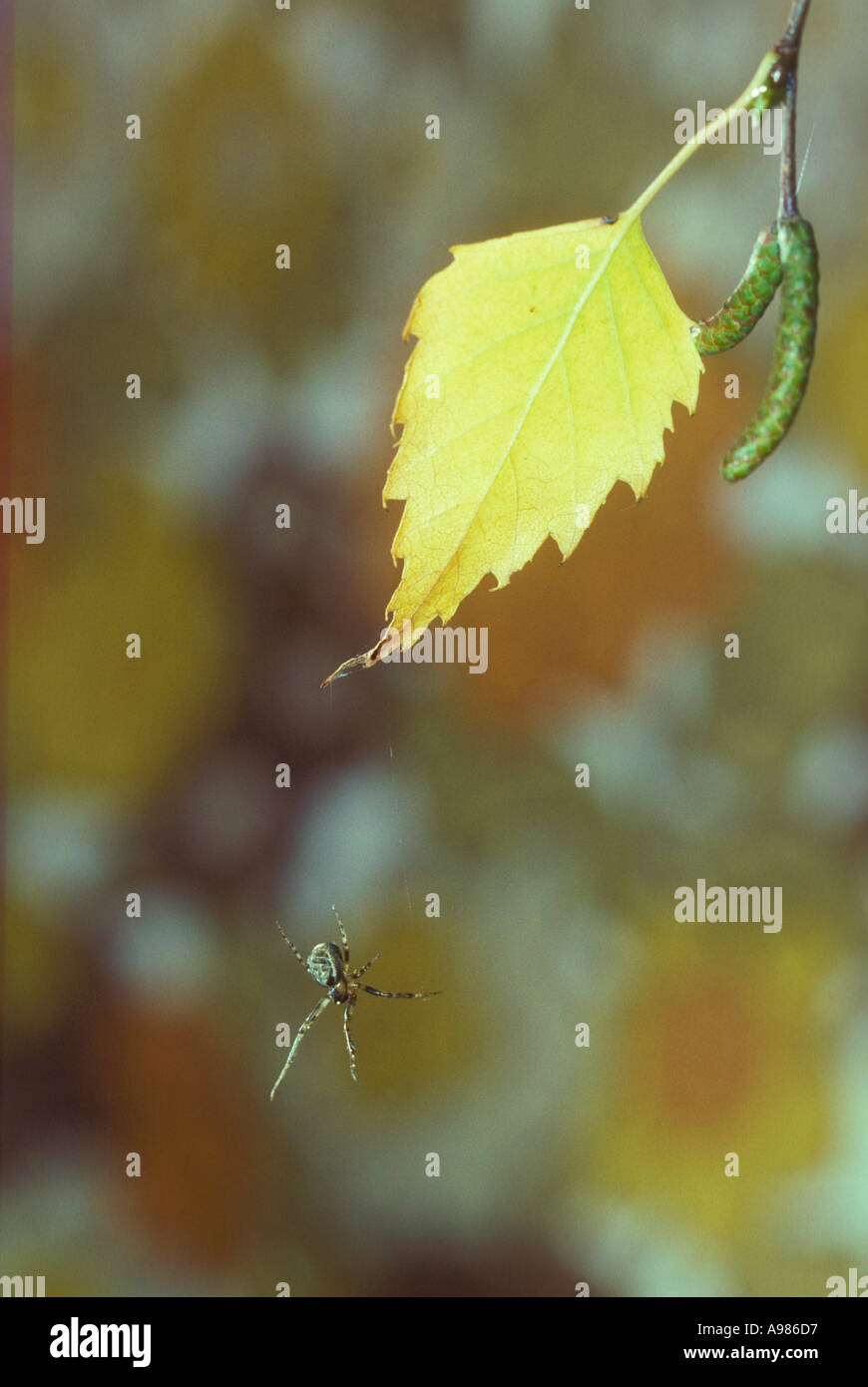 Spider hanging on thread from autumn silver birch leaf Stock Photo - Alamy