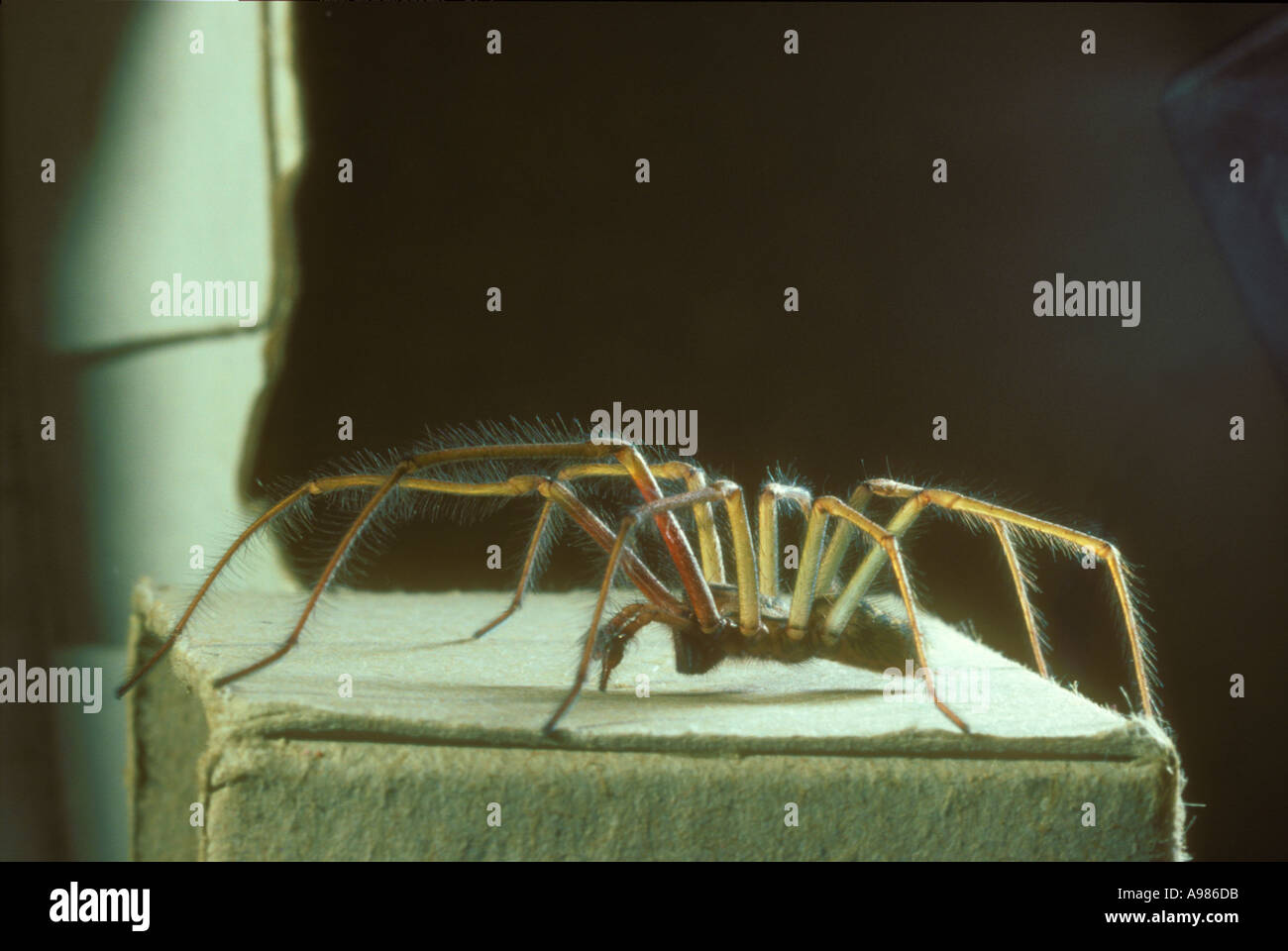 Night active spider hi-res stock photography and images - Alamy