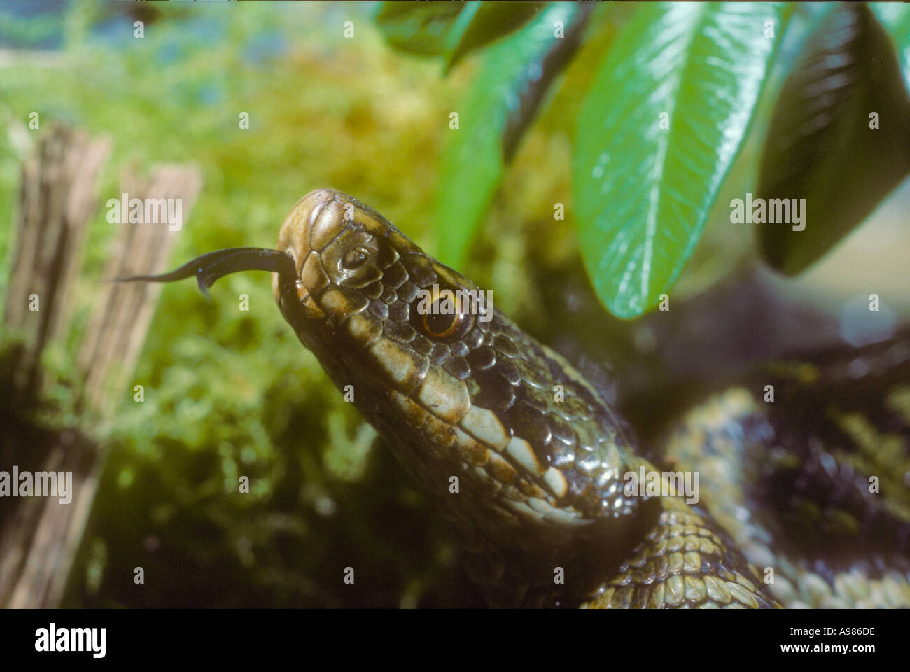 Adder Close up on head Stock Photo - Alamy