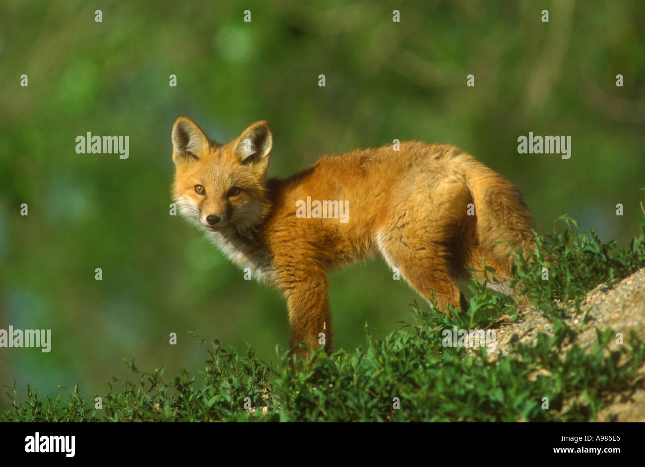 Young Red Fox a classic portrait Stock Photo - Alamy