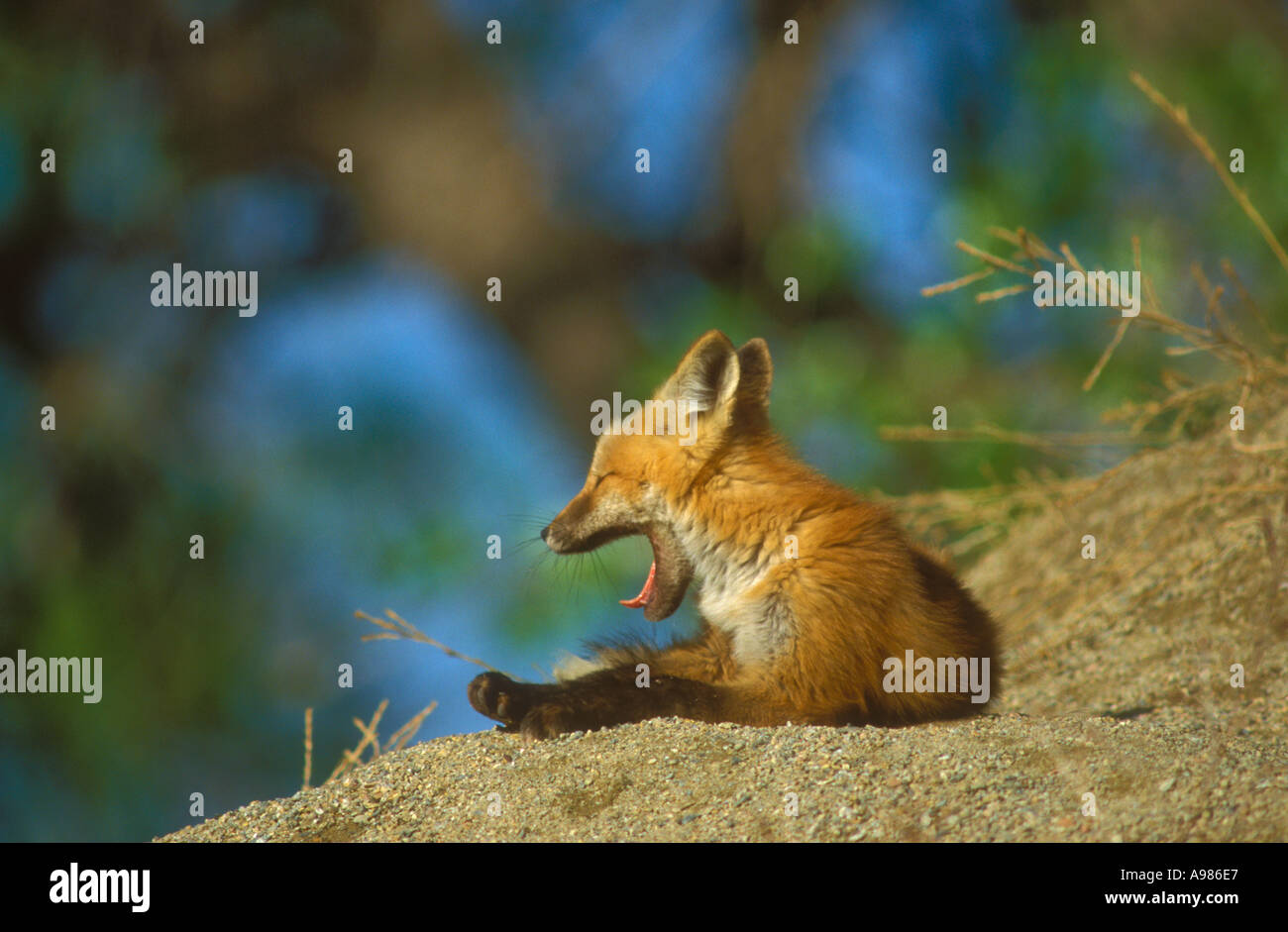 Baby fox teeth hi-res stock photography and images - Alamy