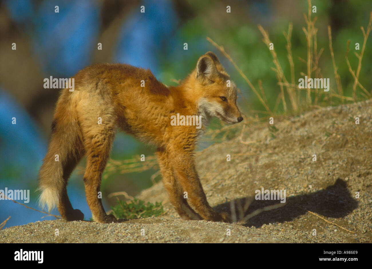 Young Red Fox stretching Stock Photo - Alamy