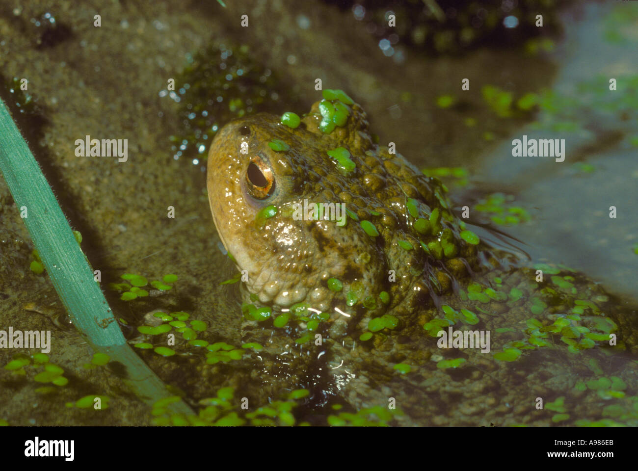 Common Toad in Pond Stock Photo - Alamy