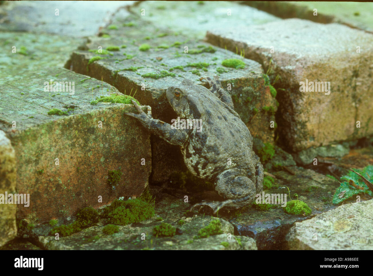 Common Toad Climbing Stock Photo - Alamy