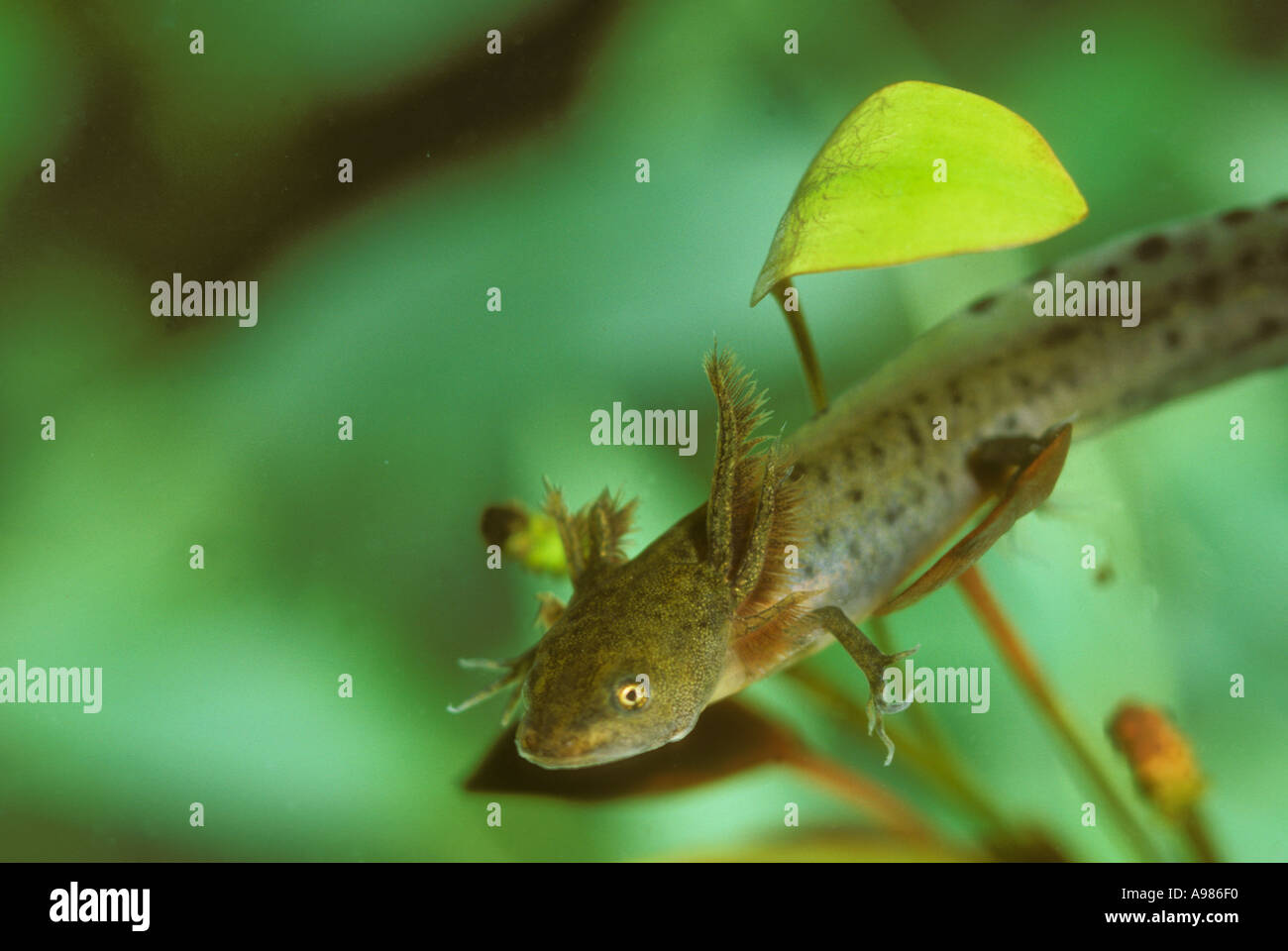 Great Crested Newt Tadpole underwater Stock Photo - Alamy