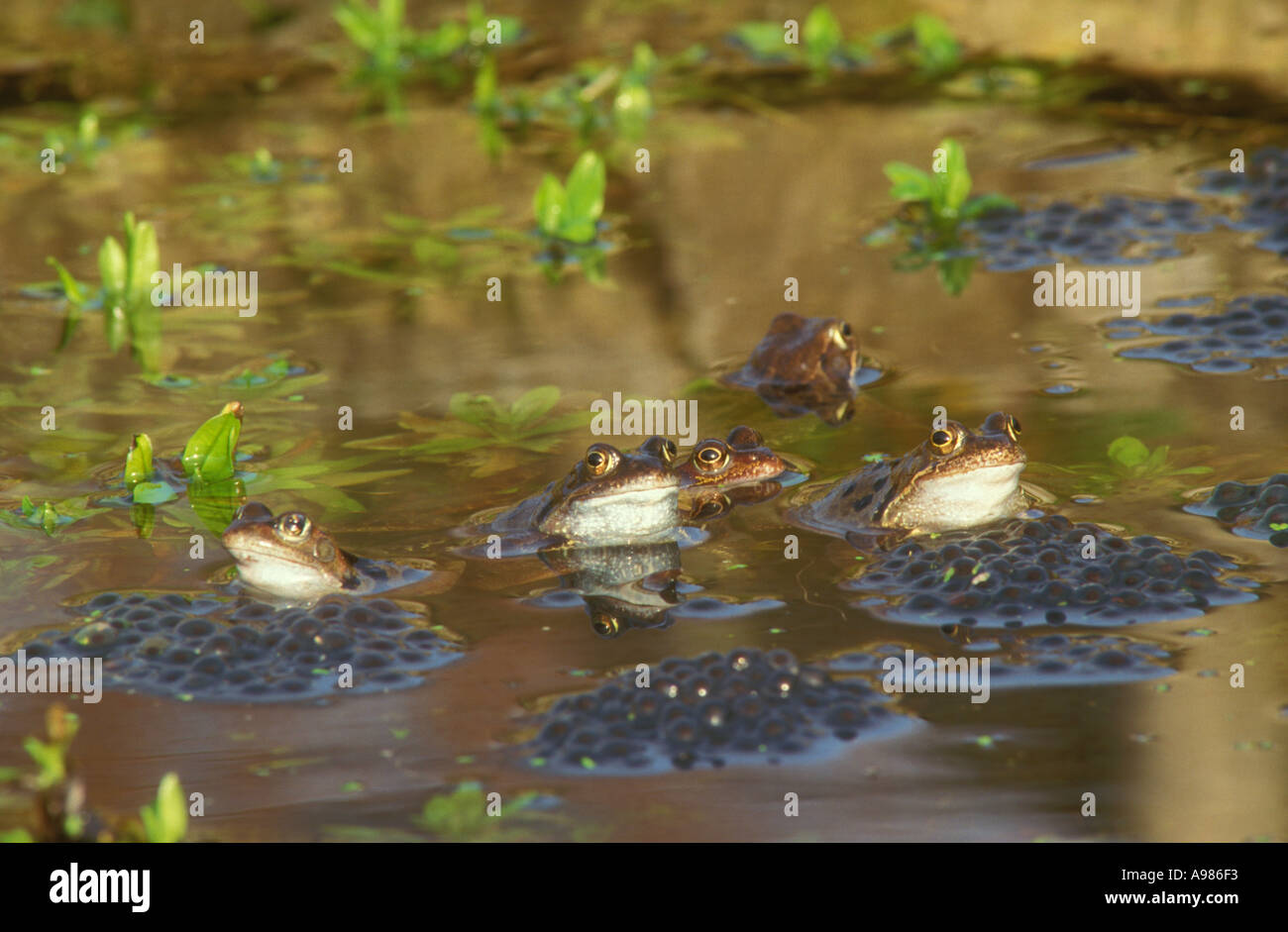 Five Common Frogs with Spawn in a Pond Stock Photo - Alamy