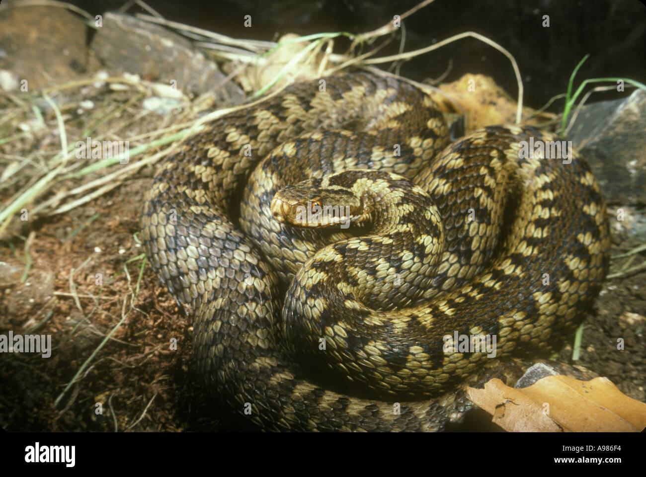 Adder scotland hi-res stock photography and images - Alamy