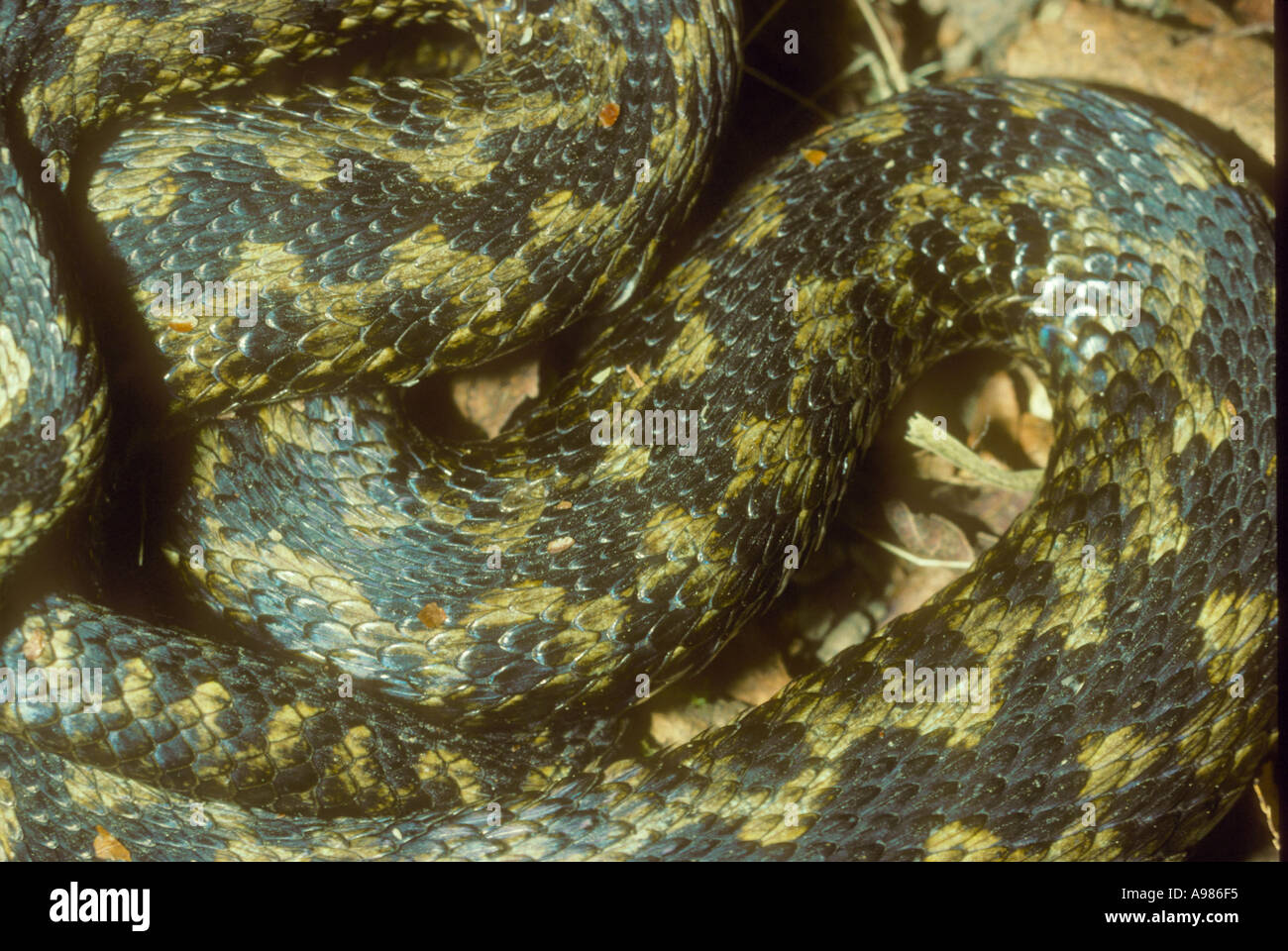 Snake fangs uk adder hi-res stock photography and images - Alamy
