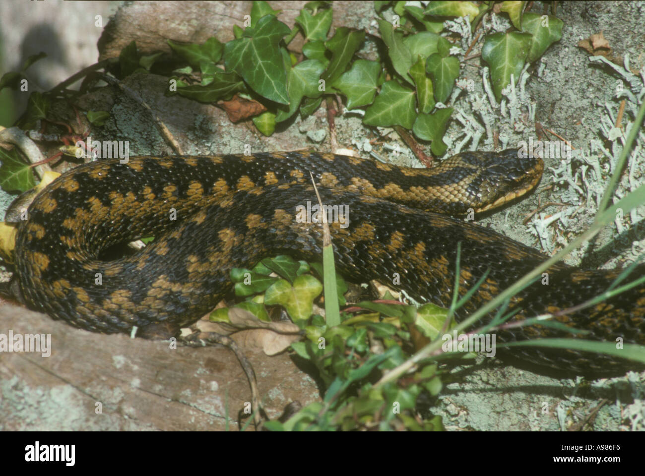 Adder uk bite hi-res stock photography and images - Alamy