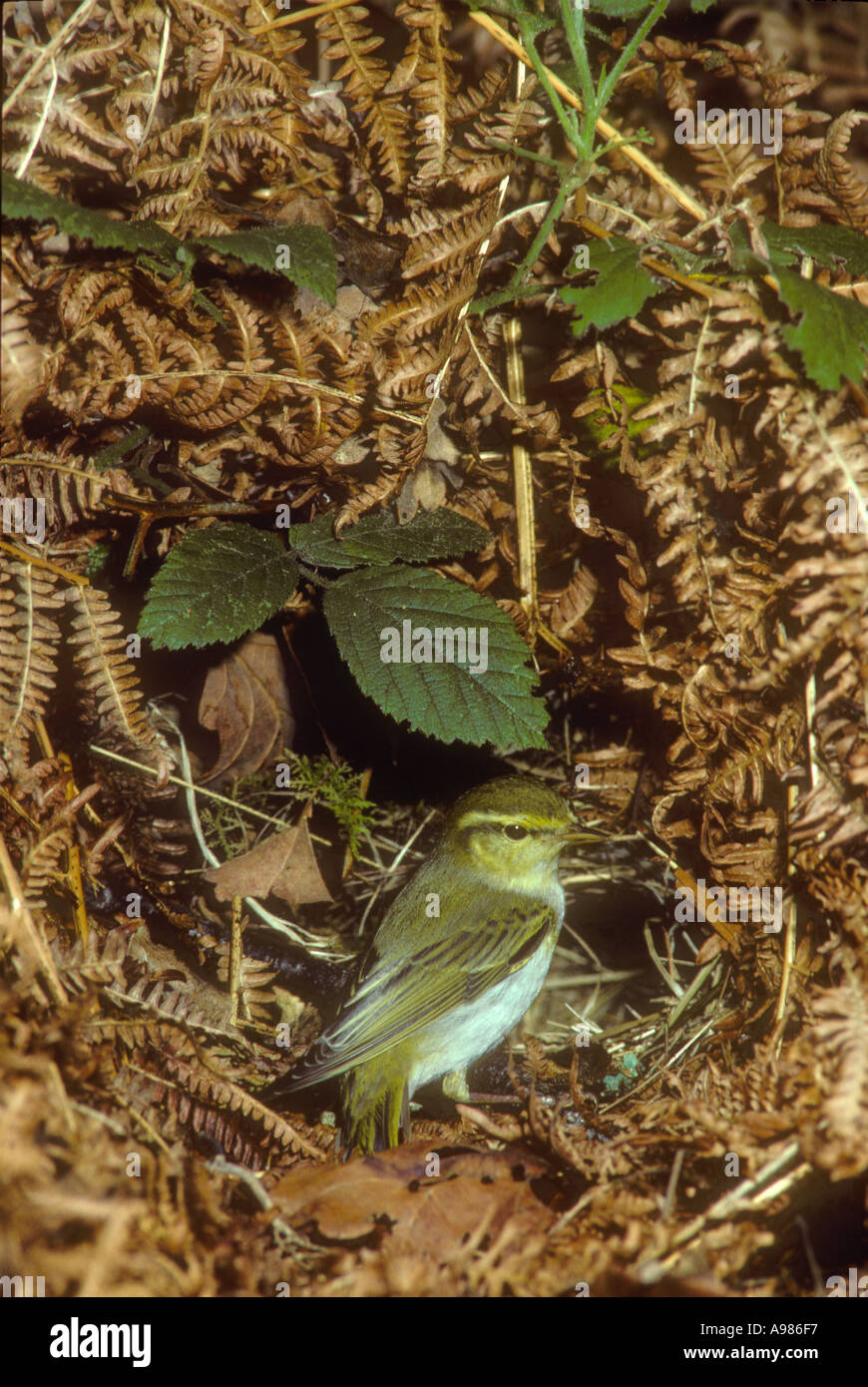 Wood Warbler at the nest Stock Photo - Alamy