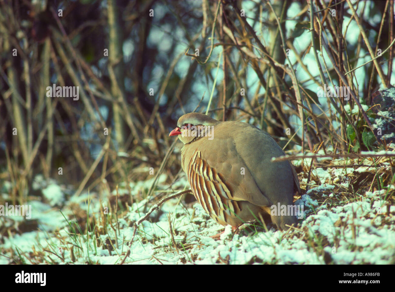 Red legged Partridge in winter snow Stock Photo - Alamy