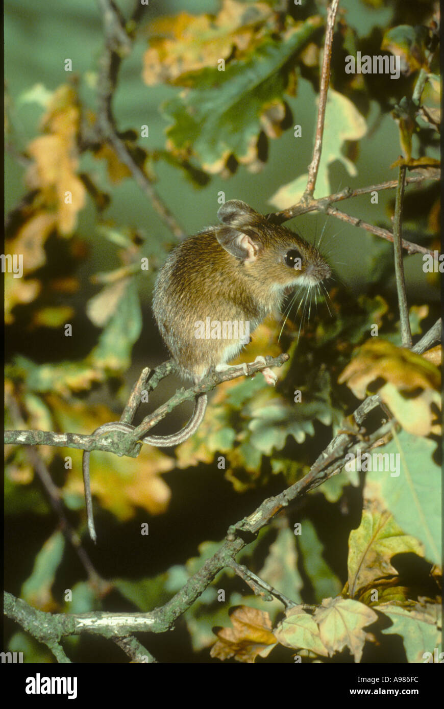 Long tailed Field Mouse or Wood Mouse climbing in twigs of oak tree ...