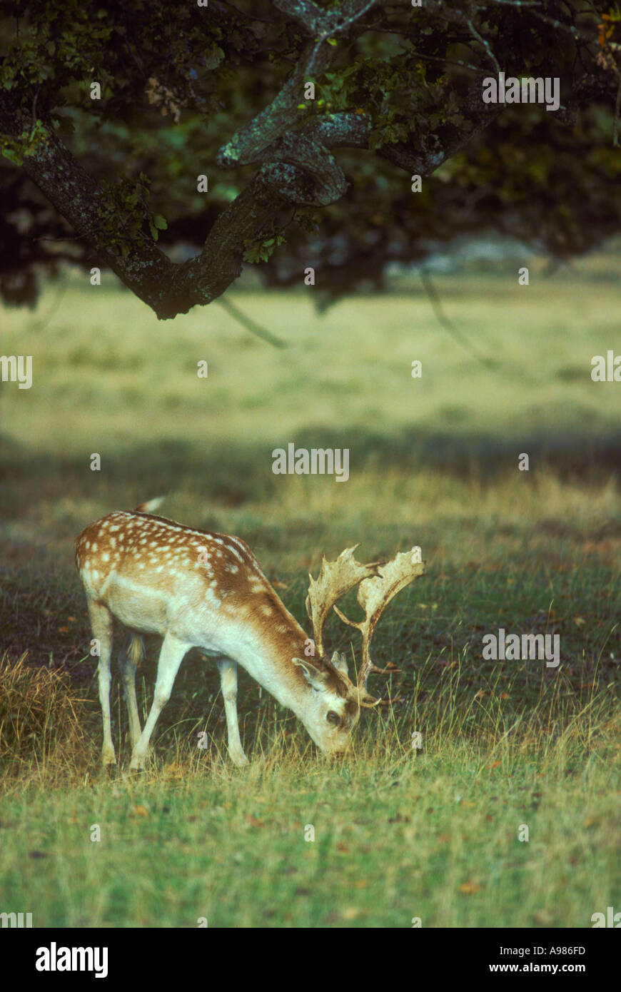 Deer in forest oak tree hi-res stock photography and images - Alamy