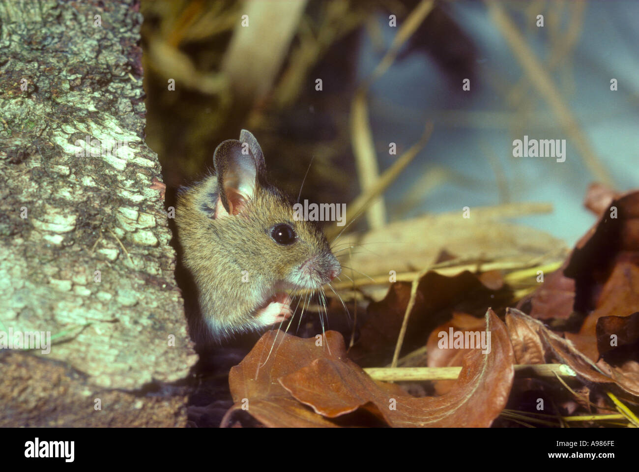 Long tailed Field Mouse or Wood Mouse creeping out from its hideaway ...