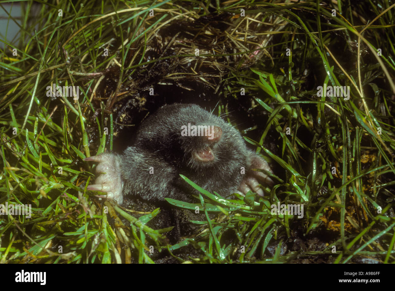 Mole digging its way out into a field Stock Photo - Alamy
