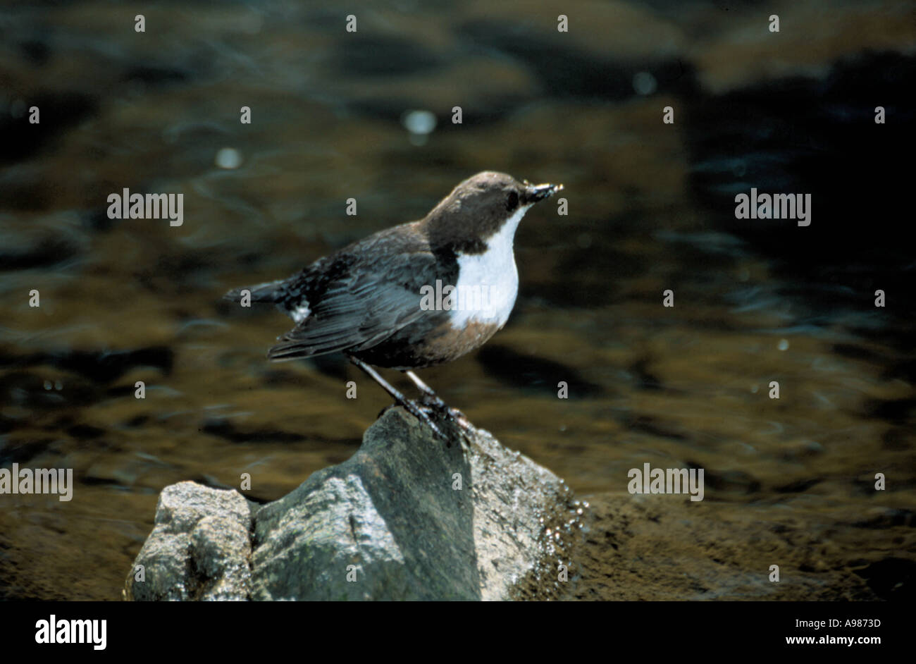 Norwegian national bird hi-res stock photography and images - Alamy