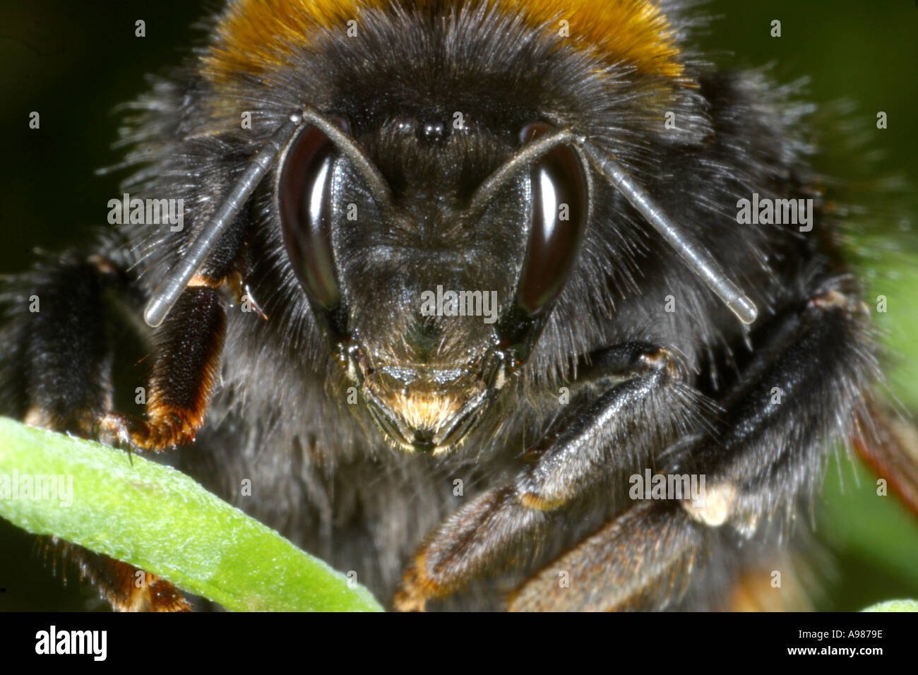 Closeup of bumblebee face hi-res stock photography and images - Alamy