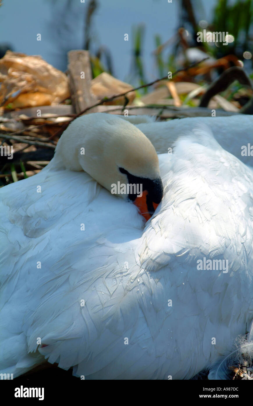 Brooding wildfowl hi-res stock photography and images - Alamy