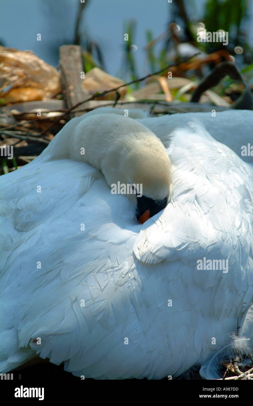 Brooding wildfowl hi-res stock photography and images - Alamy