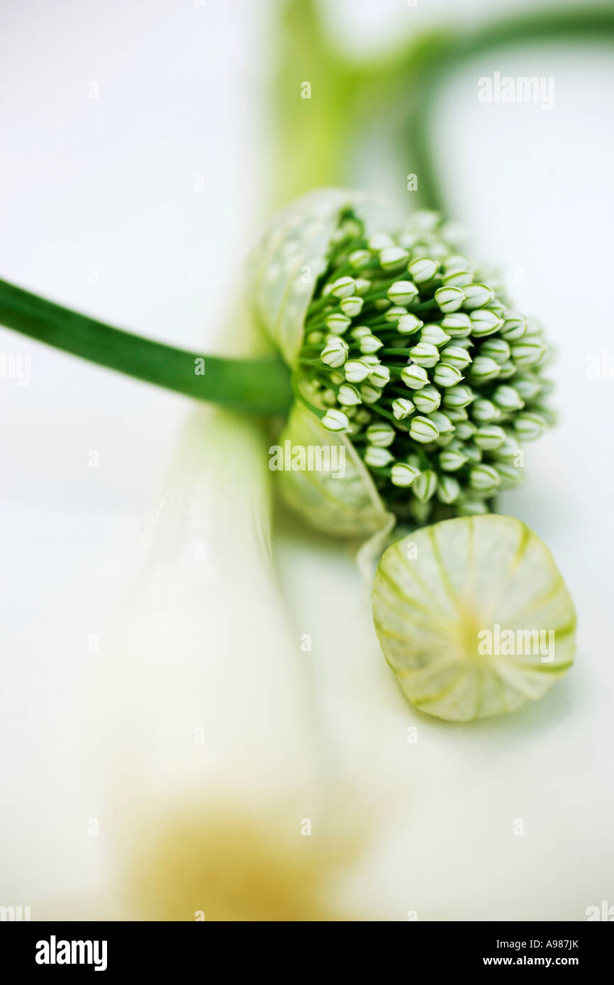 Garlic chives and spring onion FoodCollection Stock Photo - Alamy