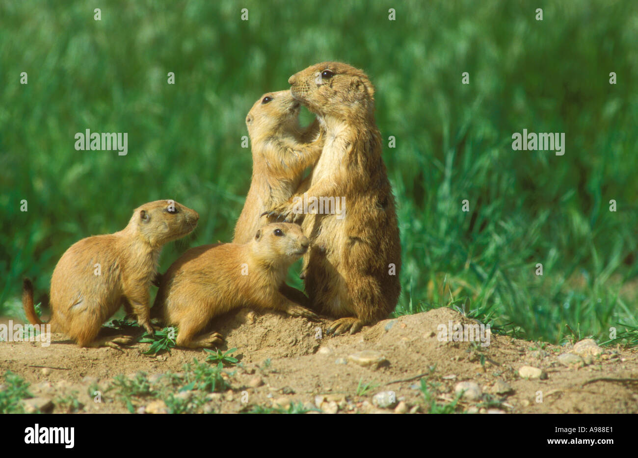 Black tailed Prairie Dog family group Stock Photo - Alamy