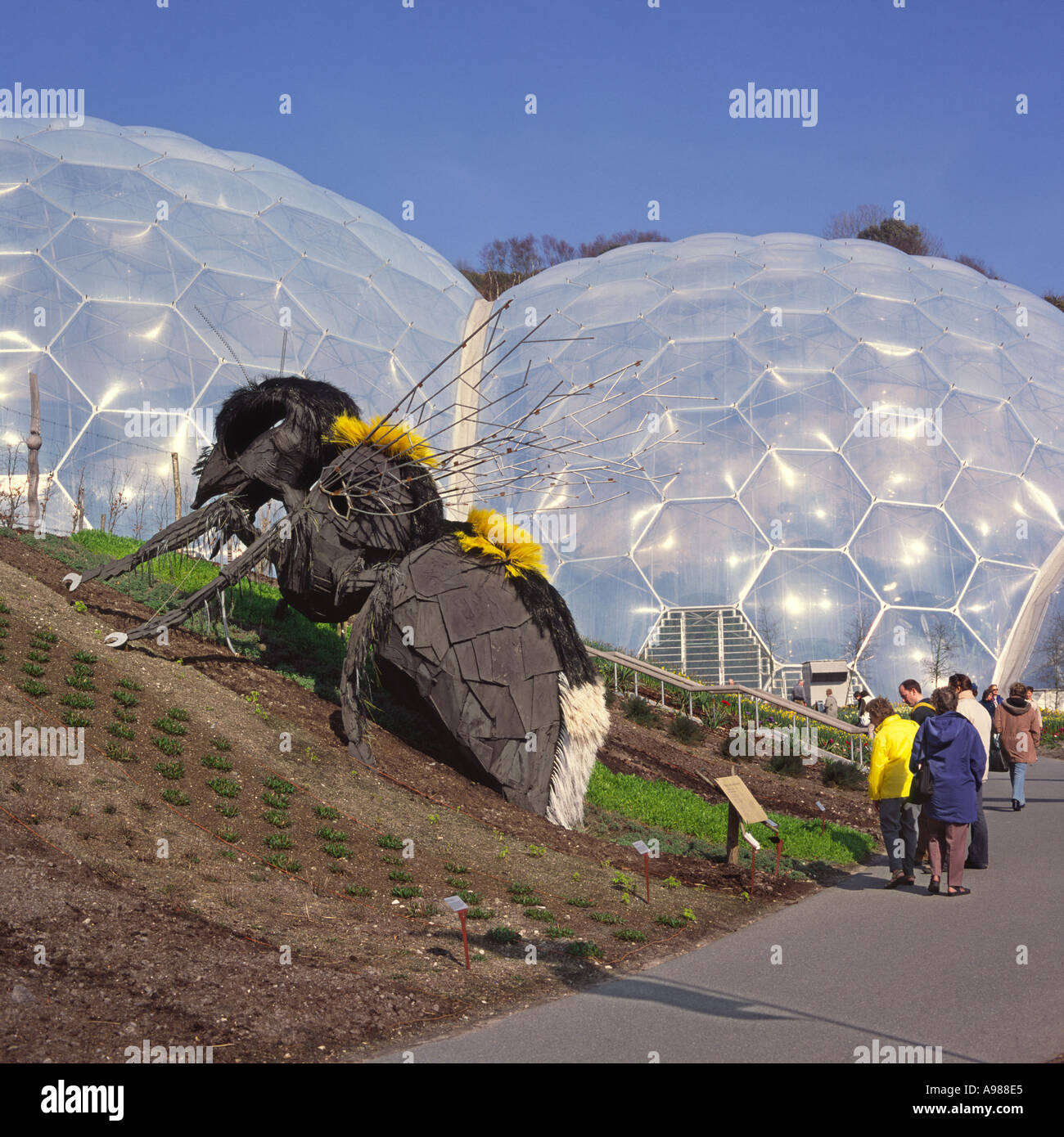 Giant model bee with the Humid Tropics Biome domes beyond at The Eden ...