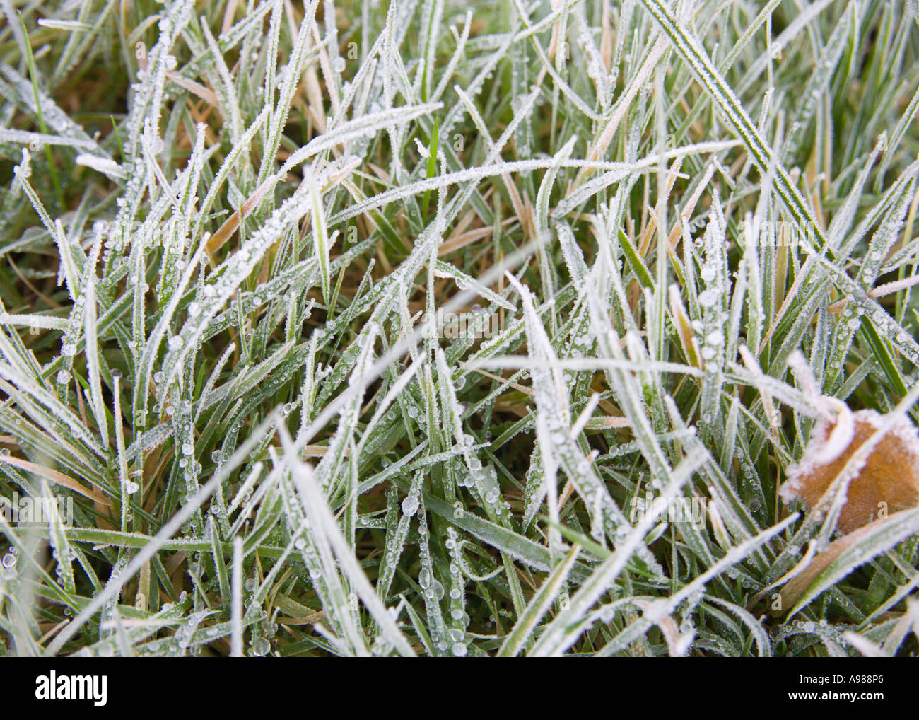 Close-up winter wonderland scene of white frosted long grass criss ...