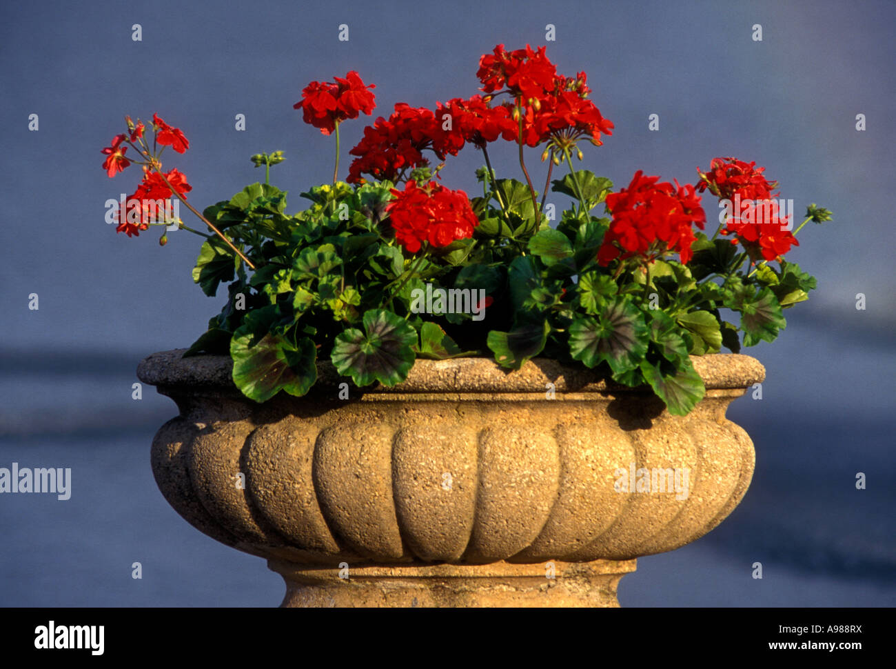Red flowers in stone planter Lake Starnberg Starnberg Bavaria Germany ...