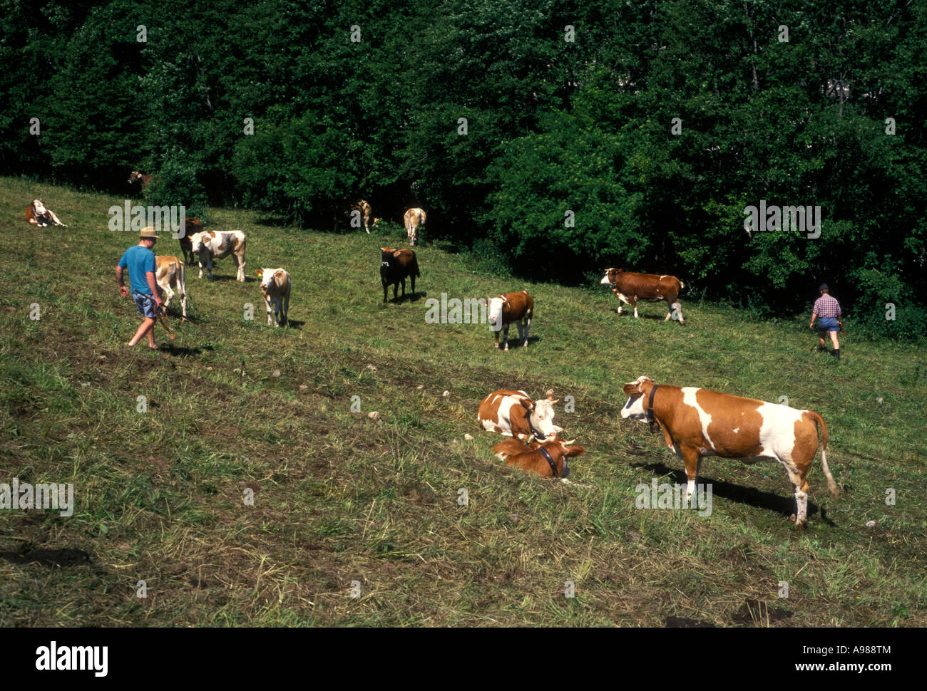 Farmers with cows Altenau Bavaria Germany Europe Stock Photo - Alamy