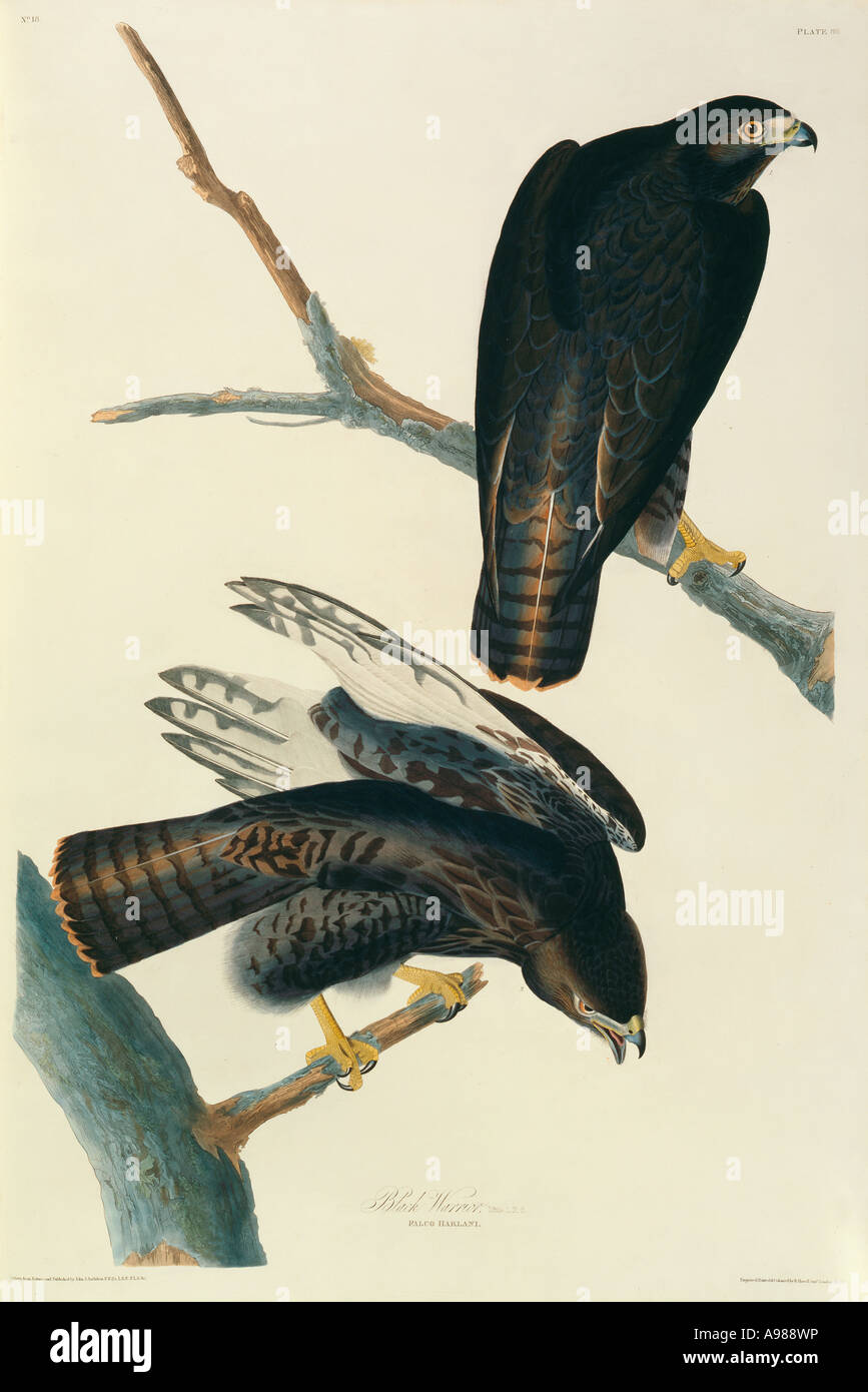 Buteo jamaicensis red tailed hawk Stock Photo - Alamy