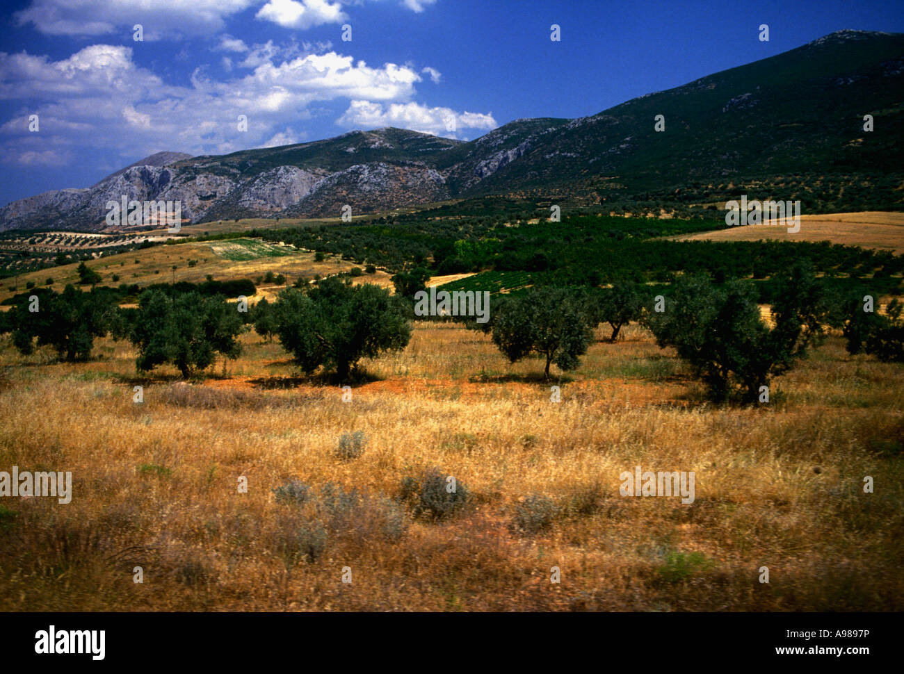 fruit orchard, fruit orchards, orchard, orchards, fruit tree, fruit ...