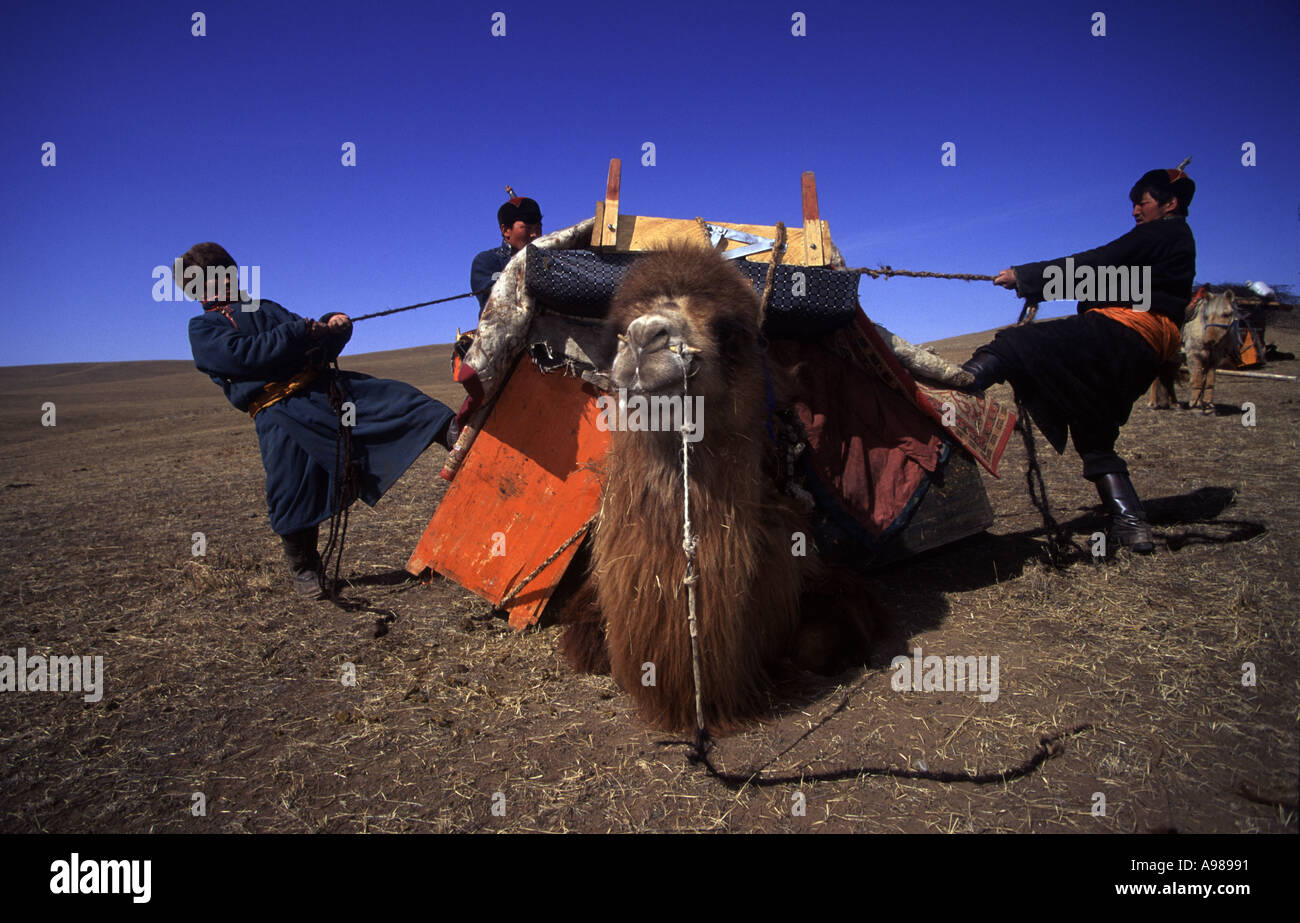 Nomads loading a camel Stock Photo - Alamy