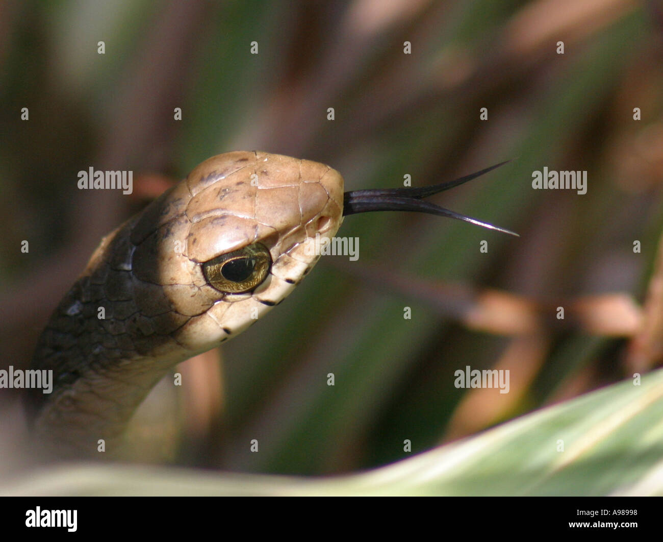 Boomslang snake showing its tongue and large eye. Forked tongue ...