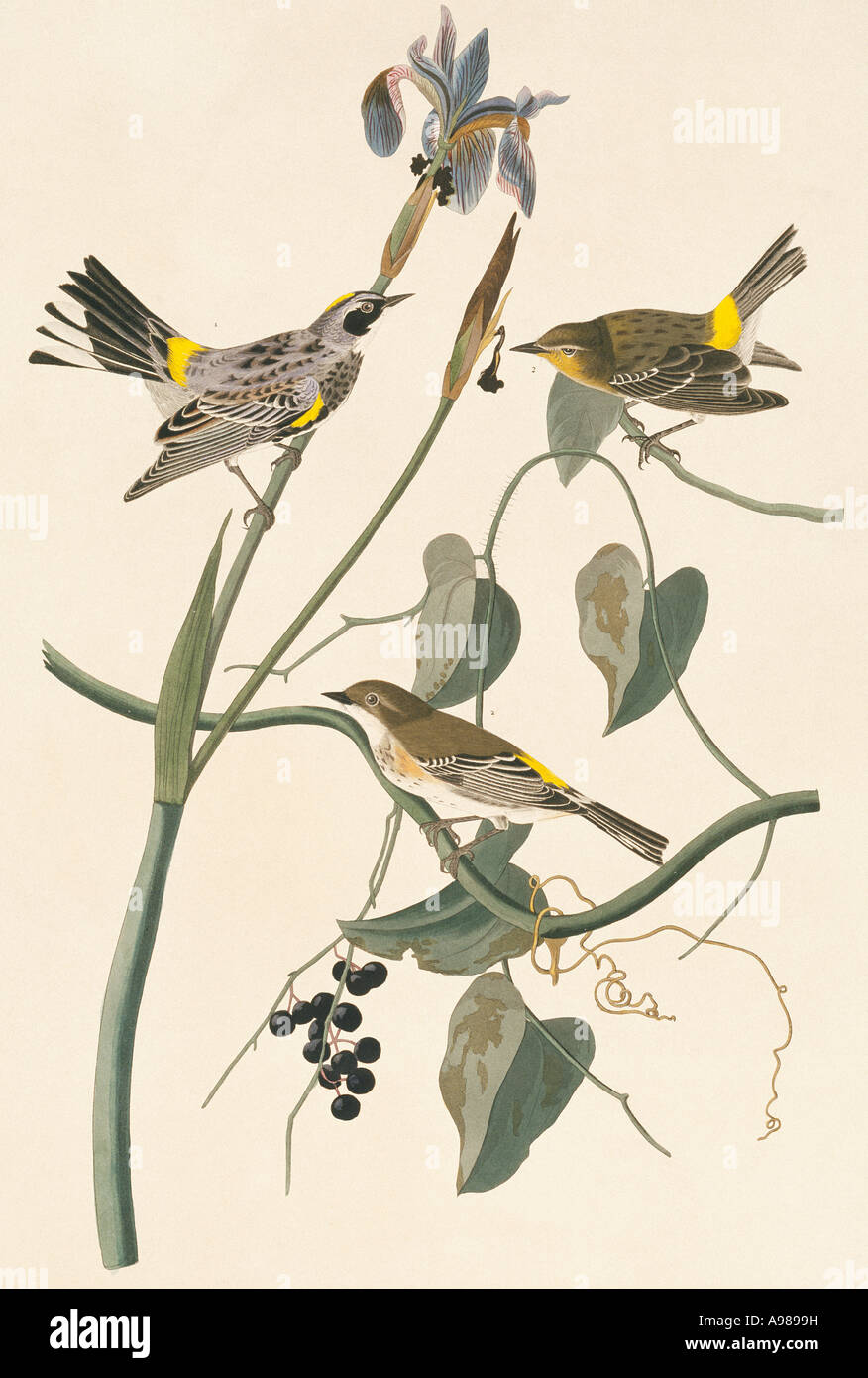 Dendroica coronata yellow rumped warbler Stock Photo - Alamy