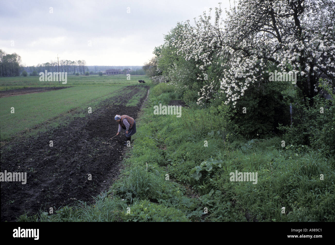 A peasant farmer tends to the land on the Polish Byelorussian border ...