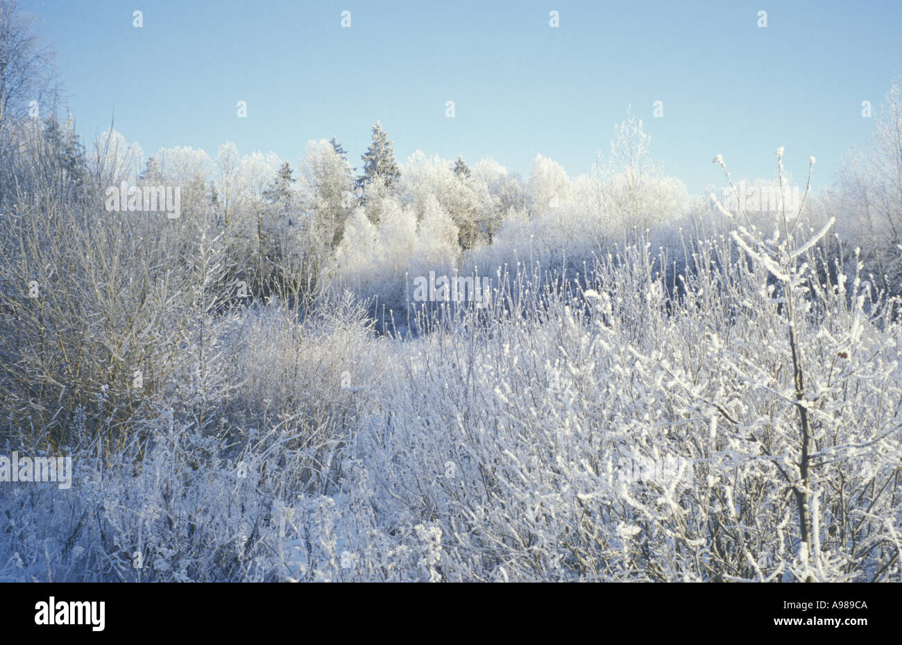 An overnight rain and freeze has produced an ice forest Bialowieza ...