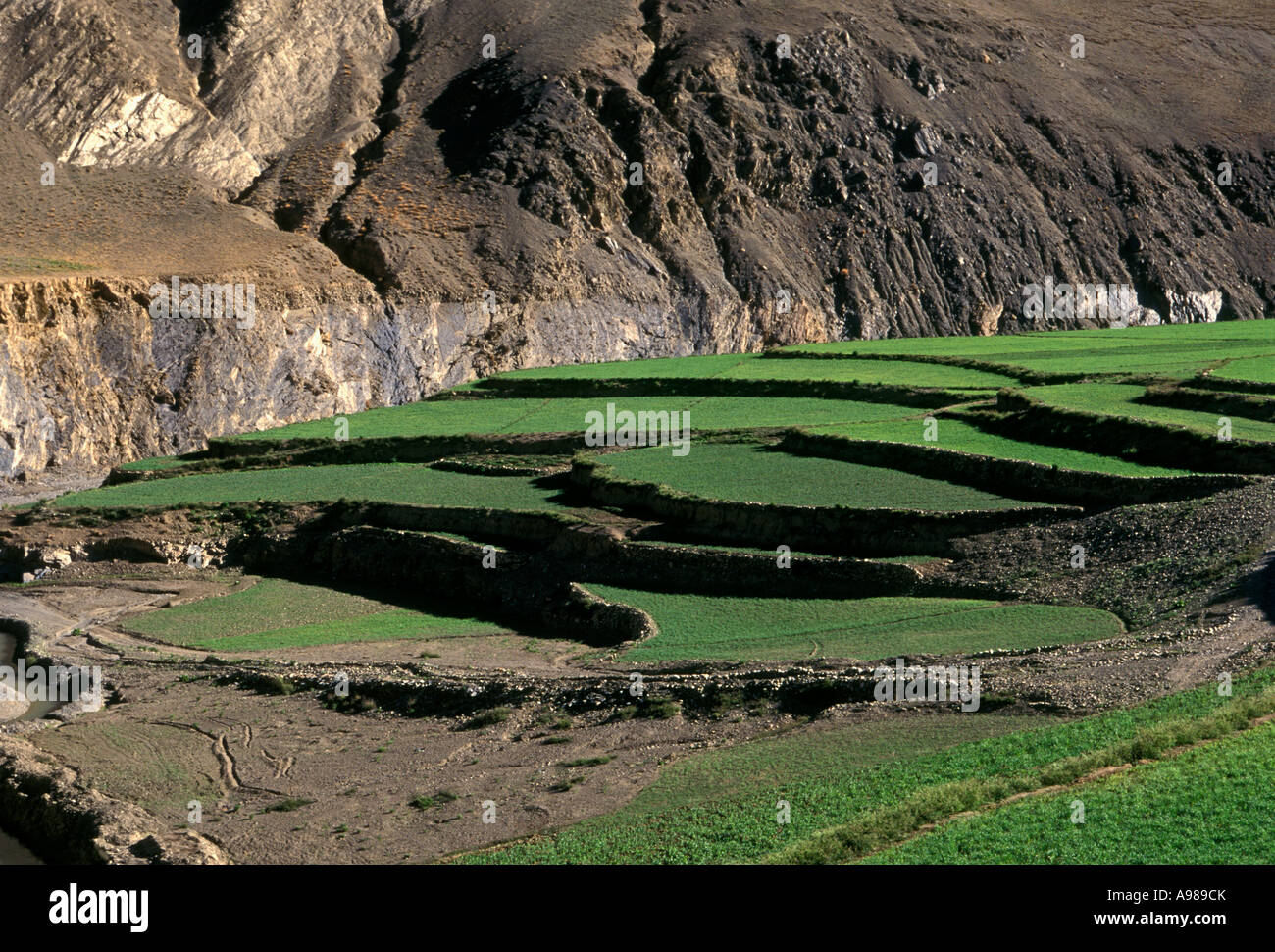 terraced field, terraced fields, agriculture, crop, crops, cropland ...