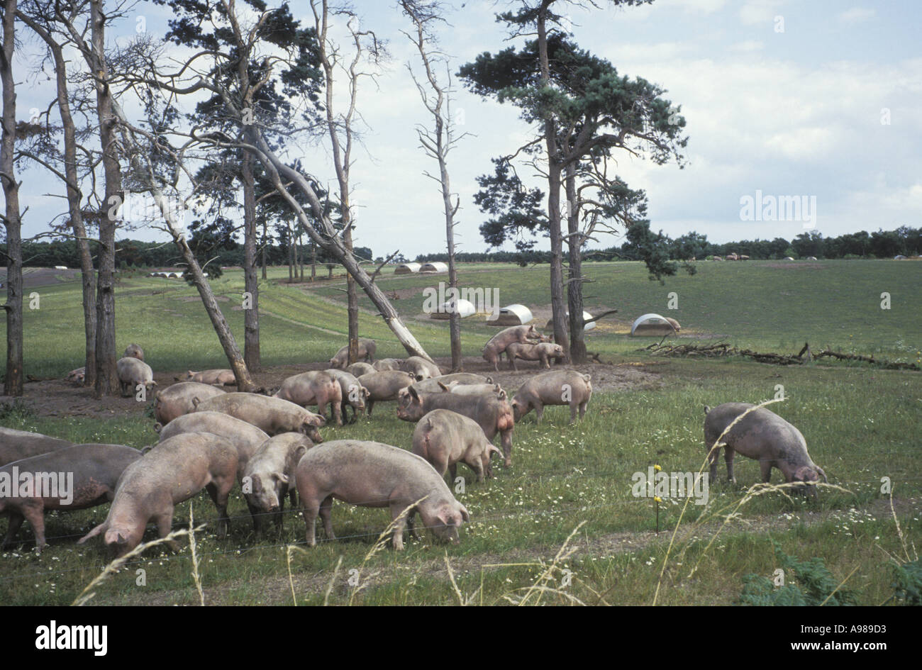 Free range pigs on a pig farm UK Stock Photo - Alamy