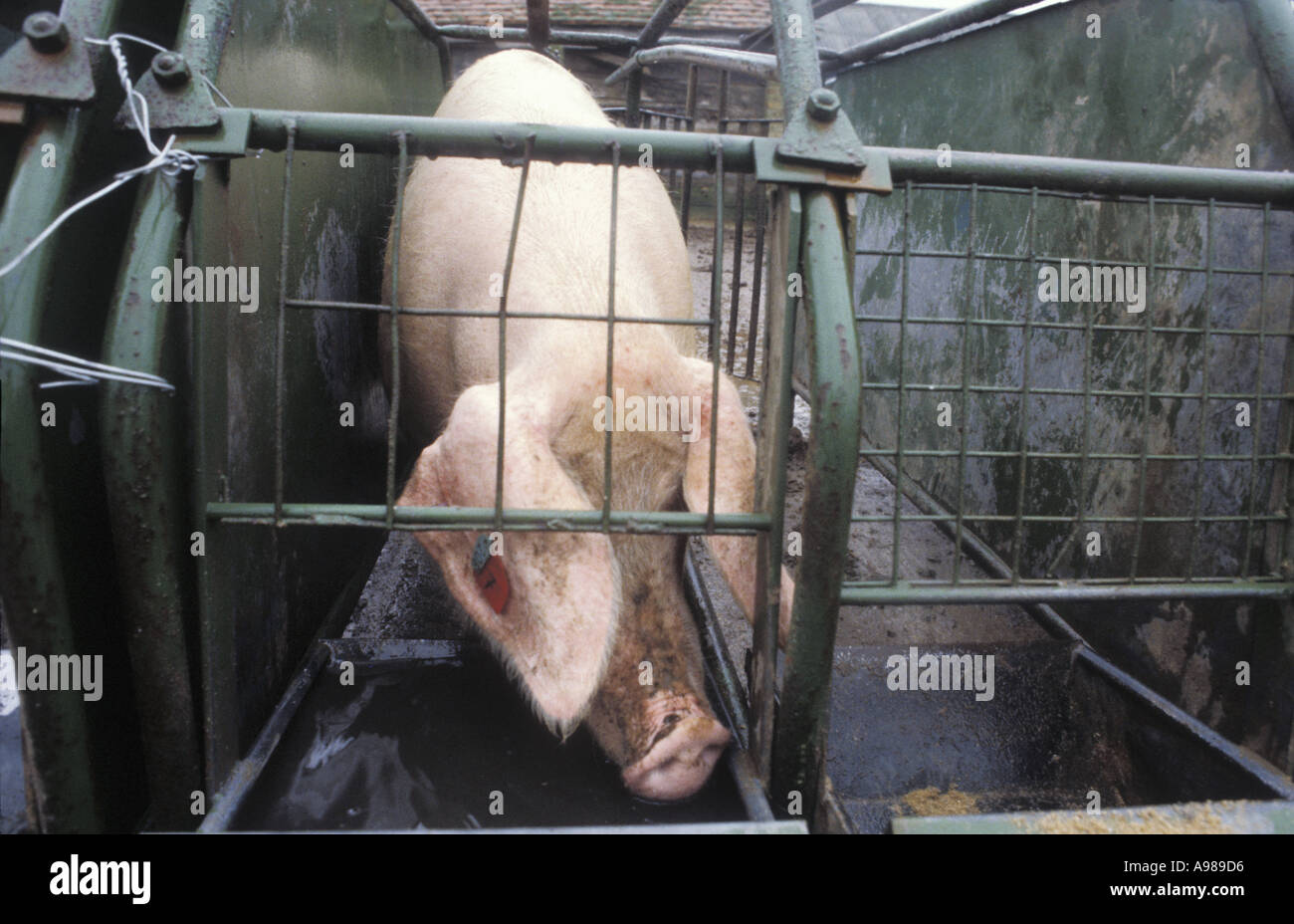 Pig in a feed pen on a pig farm UK Stock Photo - Alamy